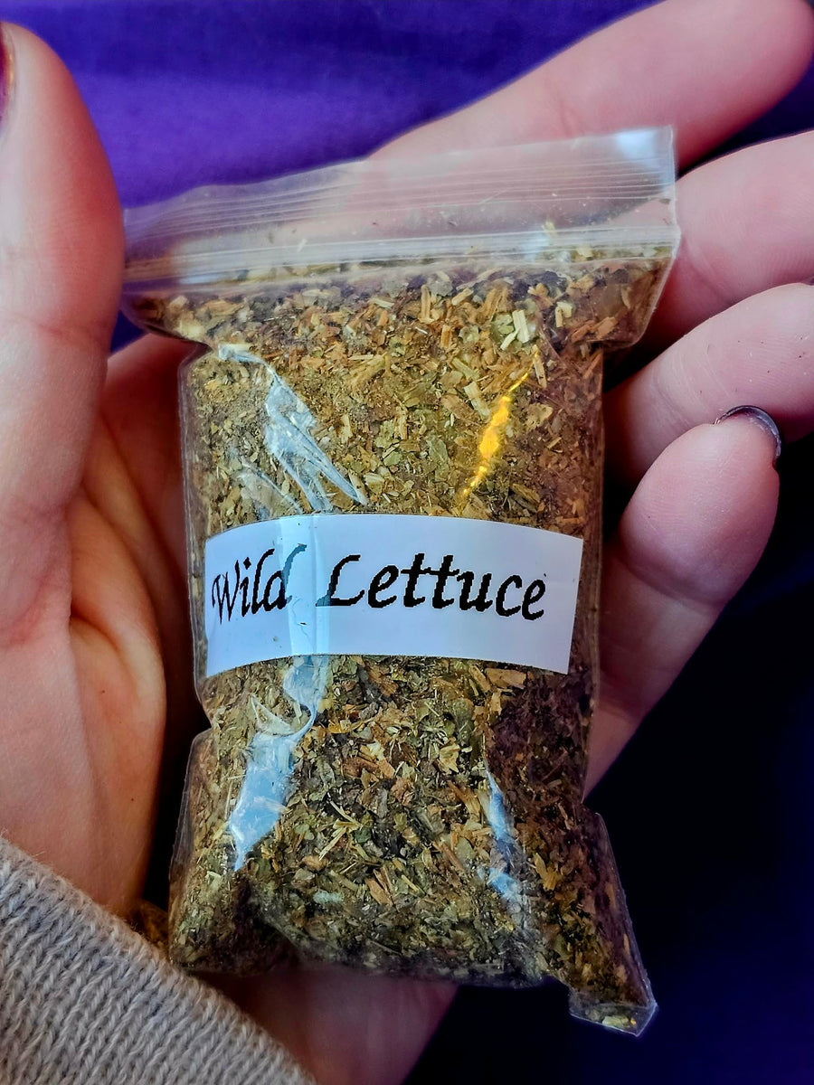 Fresh Cut & Dried Organic Wild Lettuce 🥬🌰🌿 – Erika's Classy Crystals